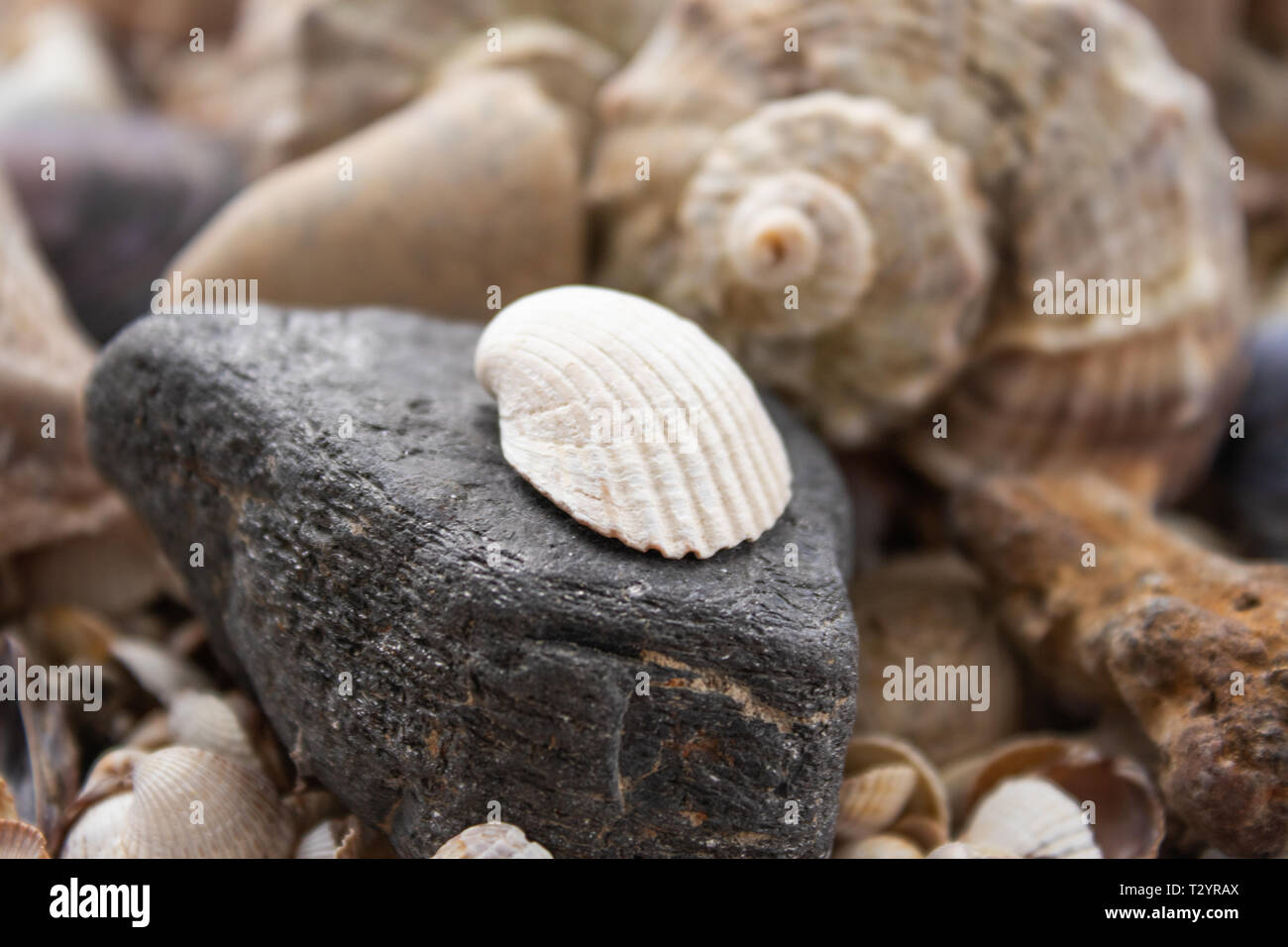 Seashells, sea shells - textures or backgrounds - various pebbles ...