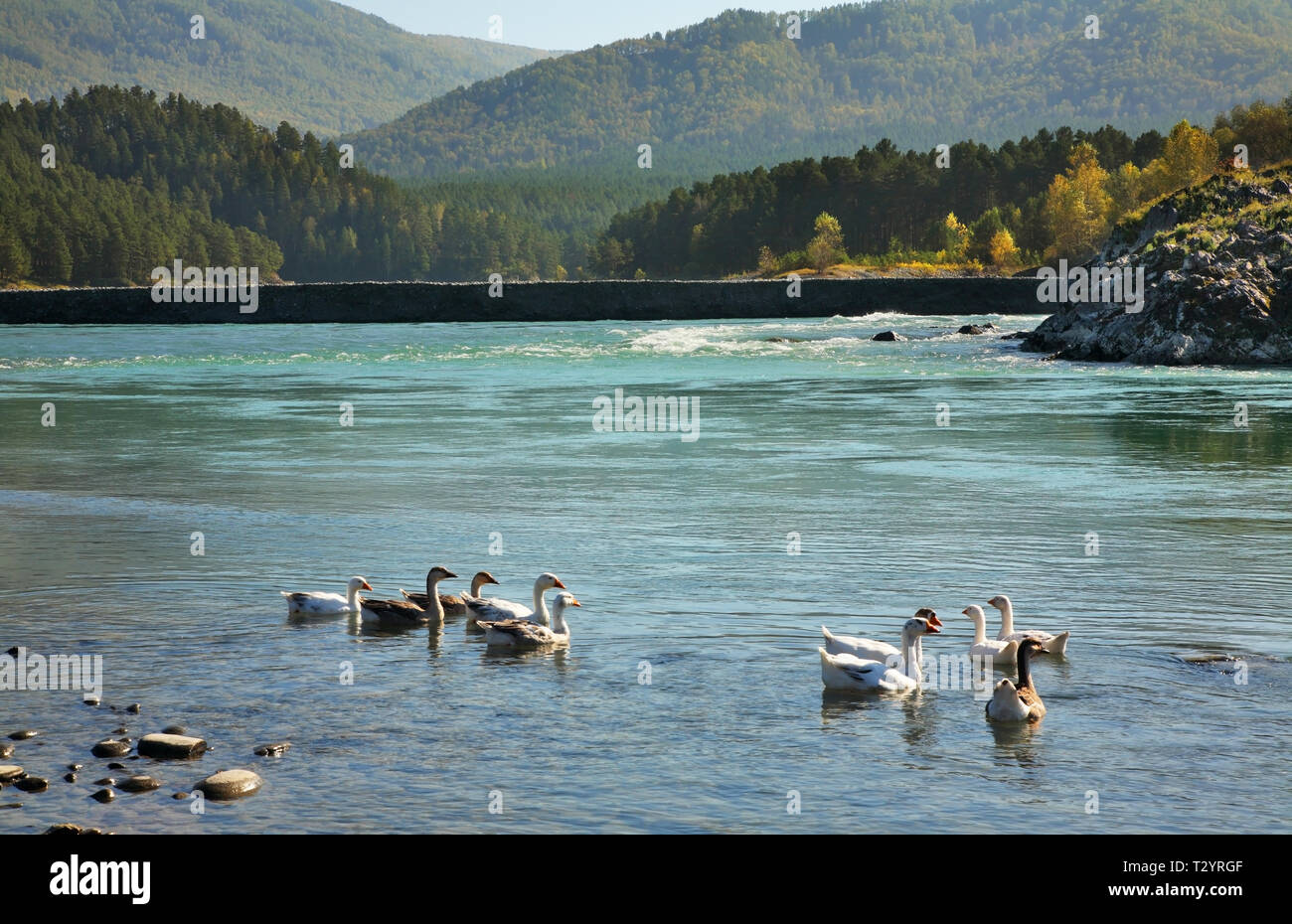 Katun river in Manzherok village. Altai Republic. Russia Stock Photo ...