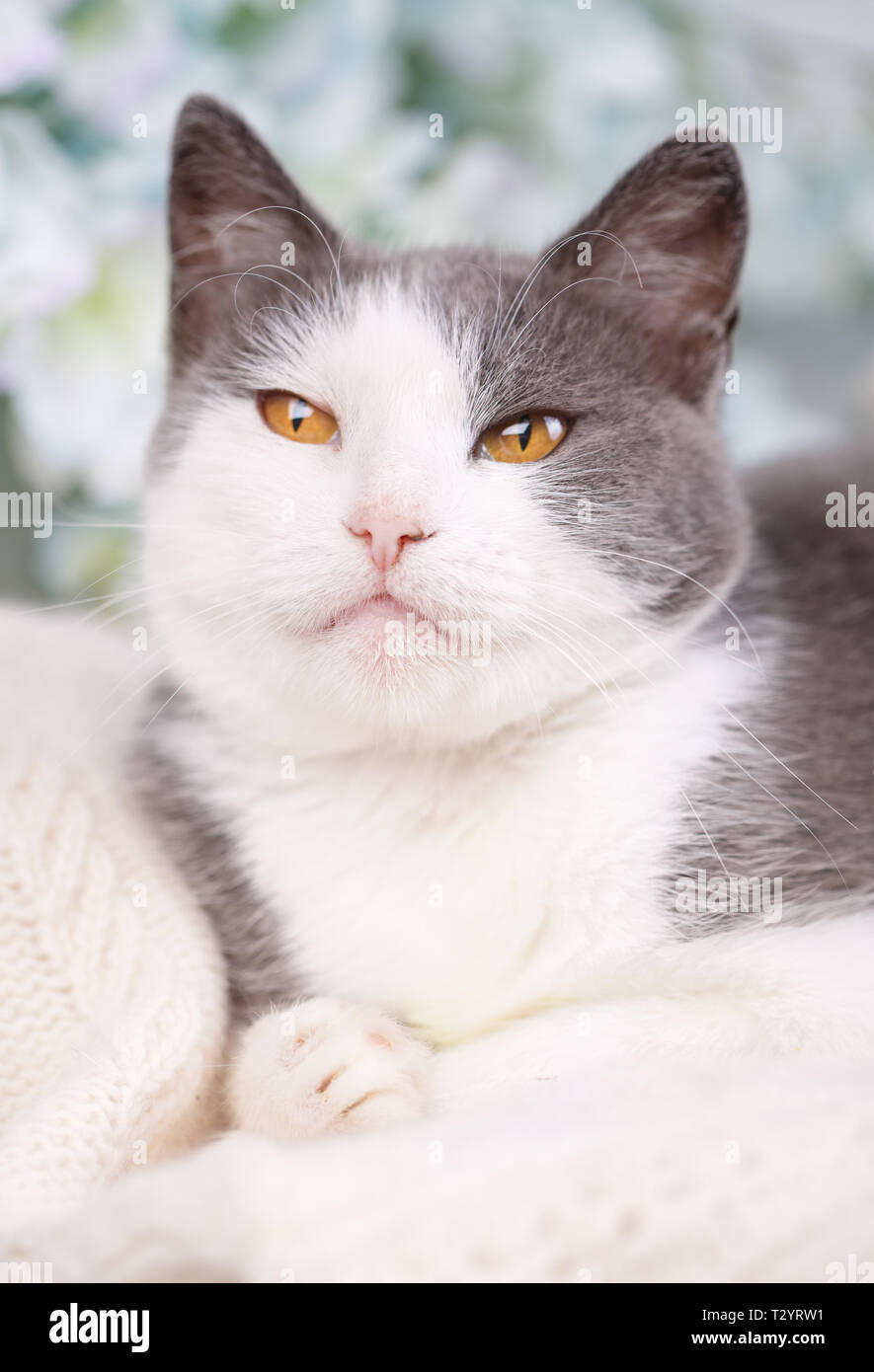 Cat lying posture paw forward. Playful furry cat. White and gray kitsa ...