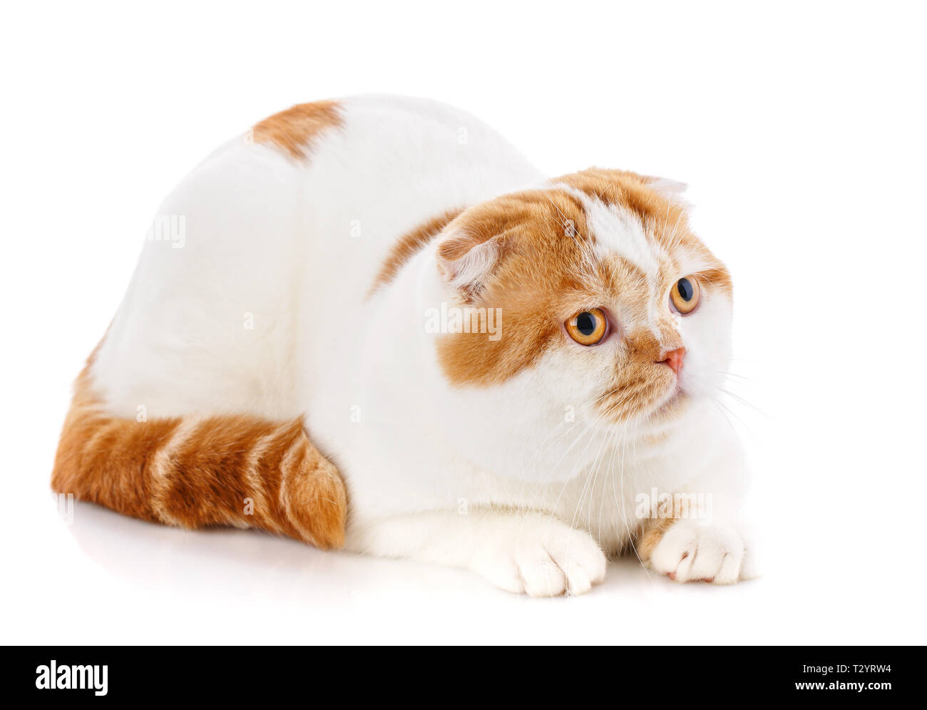 Scottish fold british shorthair Cut Out Stock Images & Pictures - Alamy
