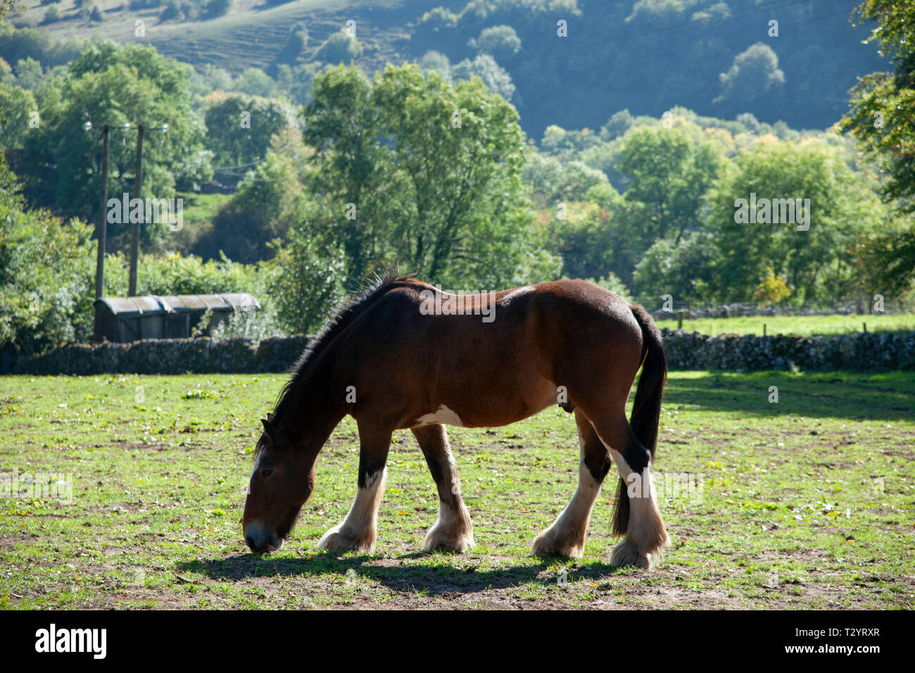 Shire horse hooves hi-res stock photography and images - Alamy