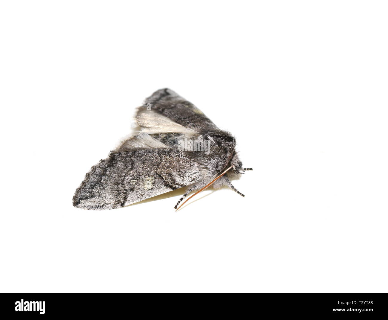 Butterfly flying white background hi-res stock photography and images ...