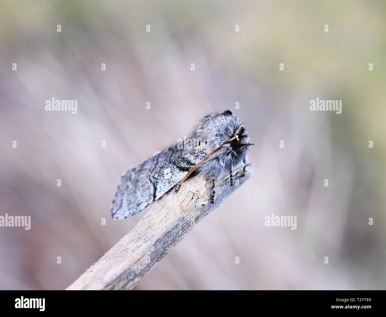 The early flying yellow horned moth Achlya flavicornis sitting on a ...
