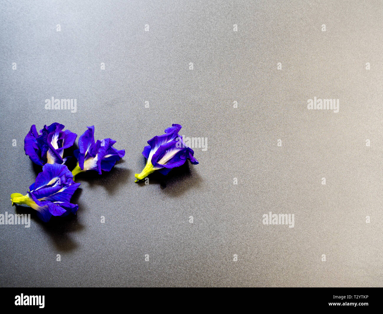 Blue color petal of Butterfly Pea flower Stock Photo - Alamy