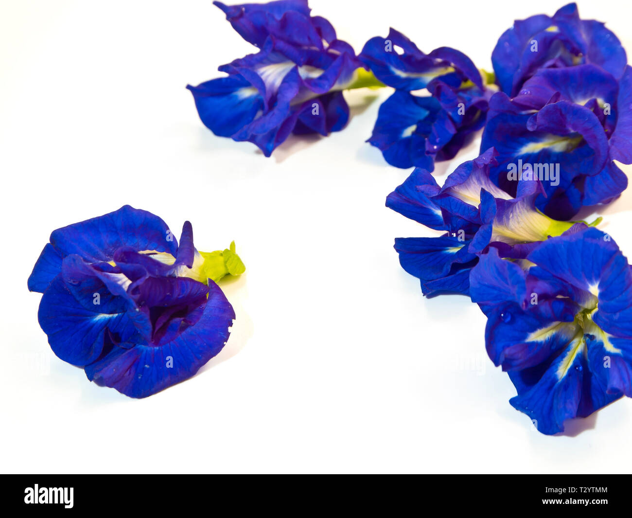 Blue color petal of Butterfly Pea flower Stock Photo - Alamy
