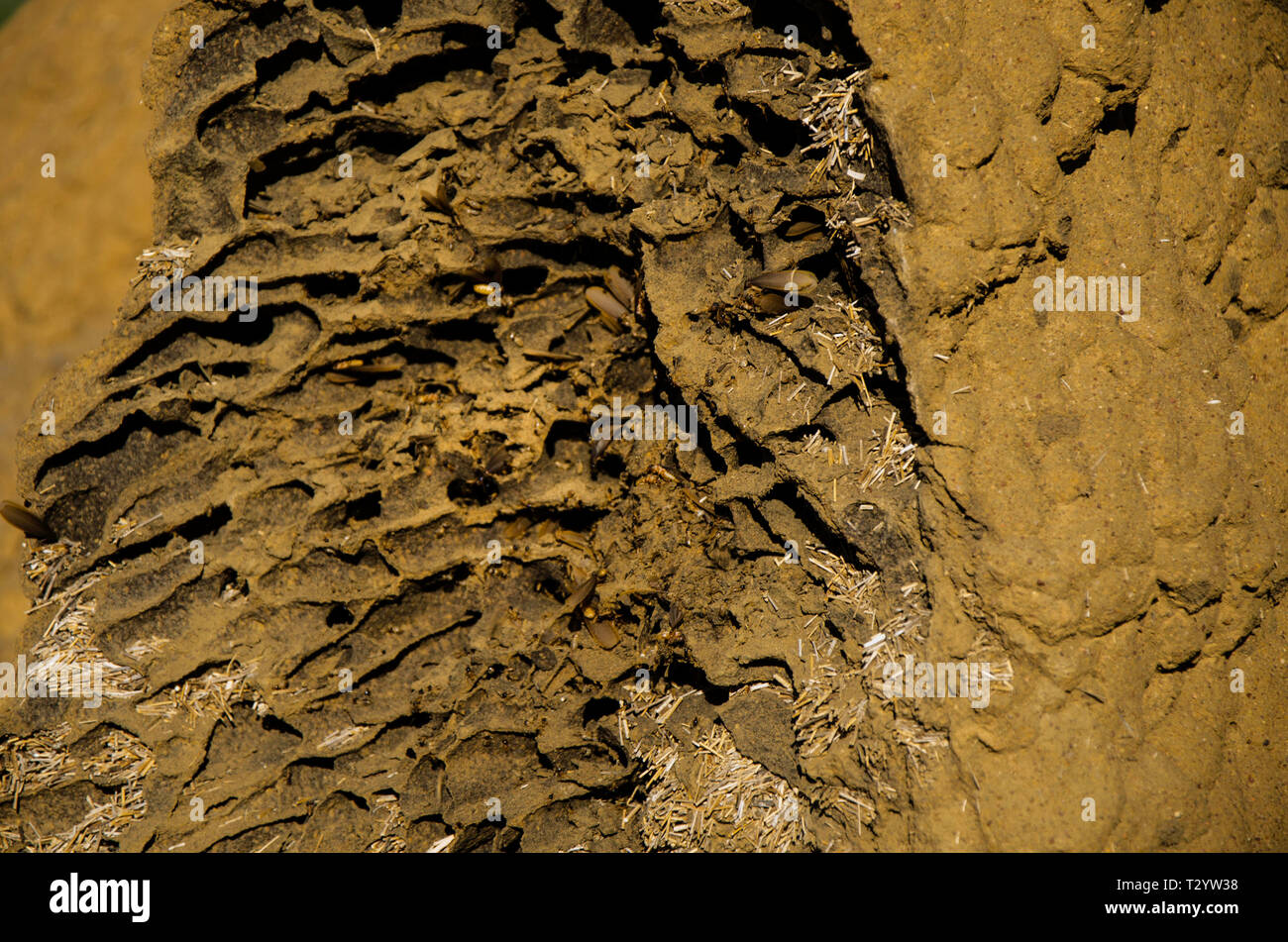 Inside a Termite mound, showing the Termites and the structure of the ...