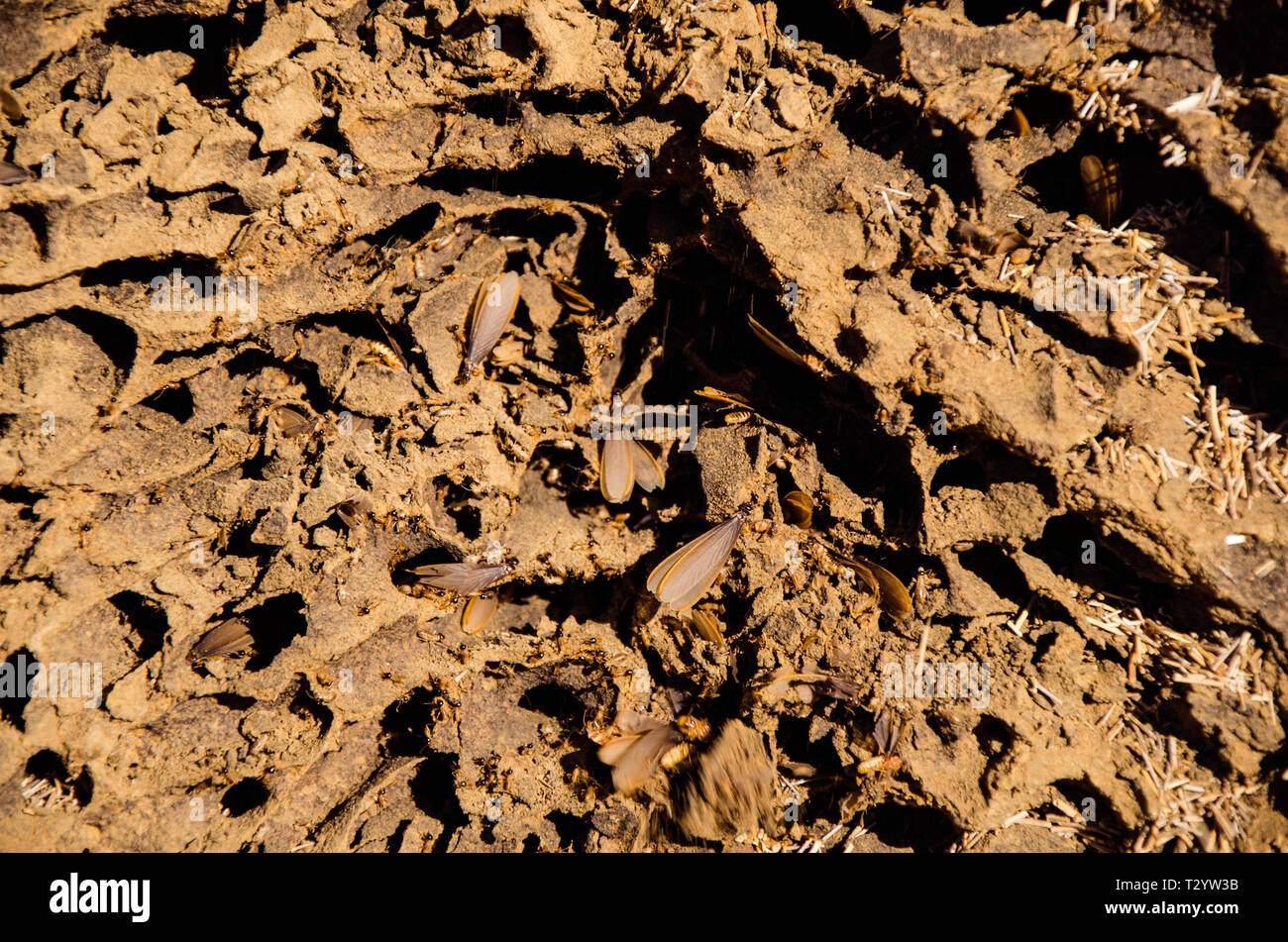 Inside a Termite mound, showing the Termites and the structure of the ...