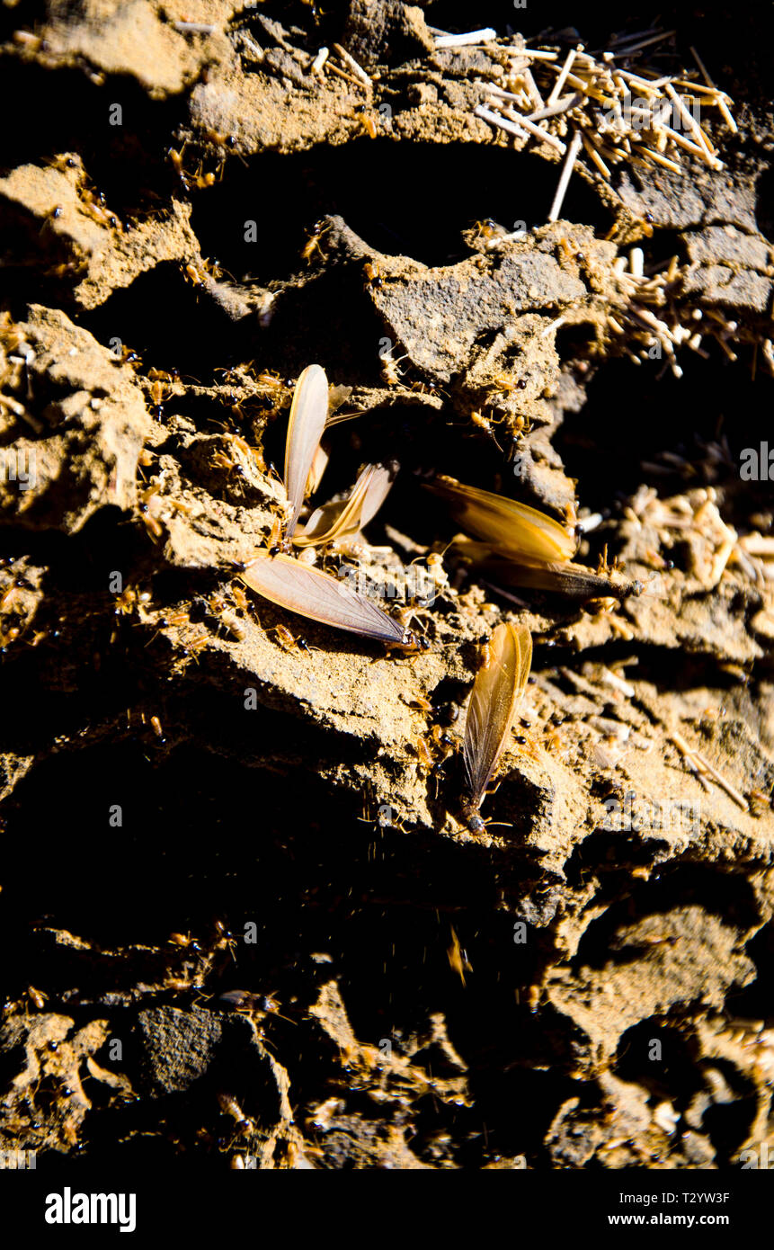 Inside a Termite mound, showing the Termites and the structure of the ...