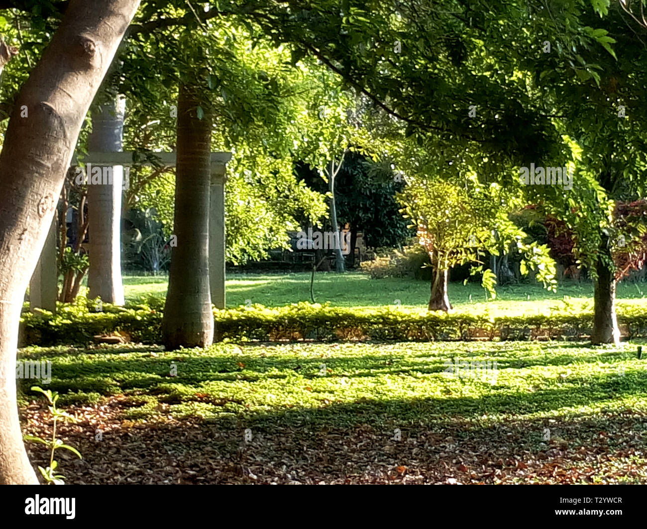 Lush green canopy of trees, beautifully lit by sunlight, with play of ...