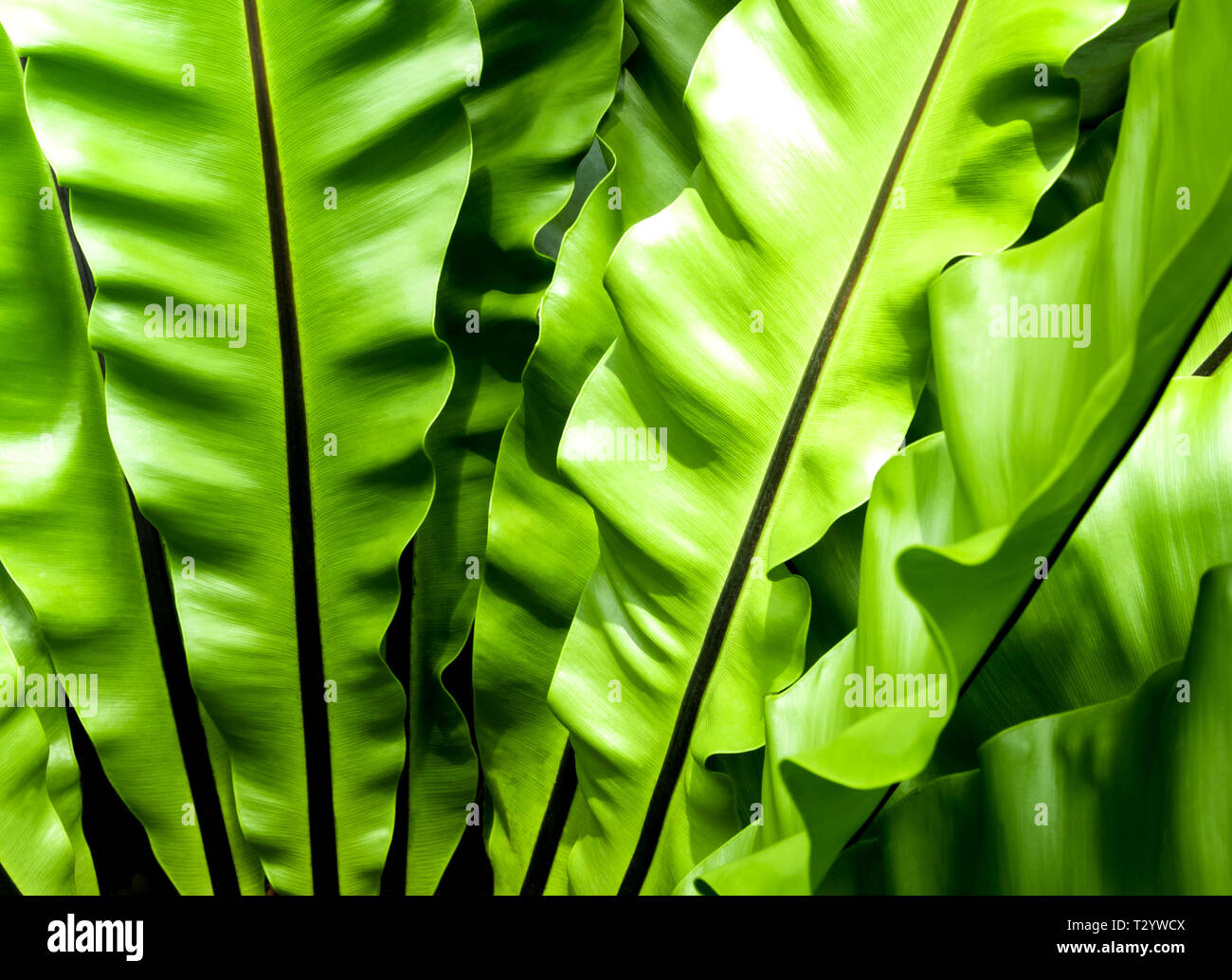 Asplenium Nidus Leaf