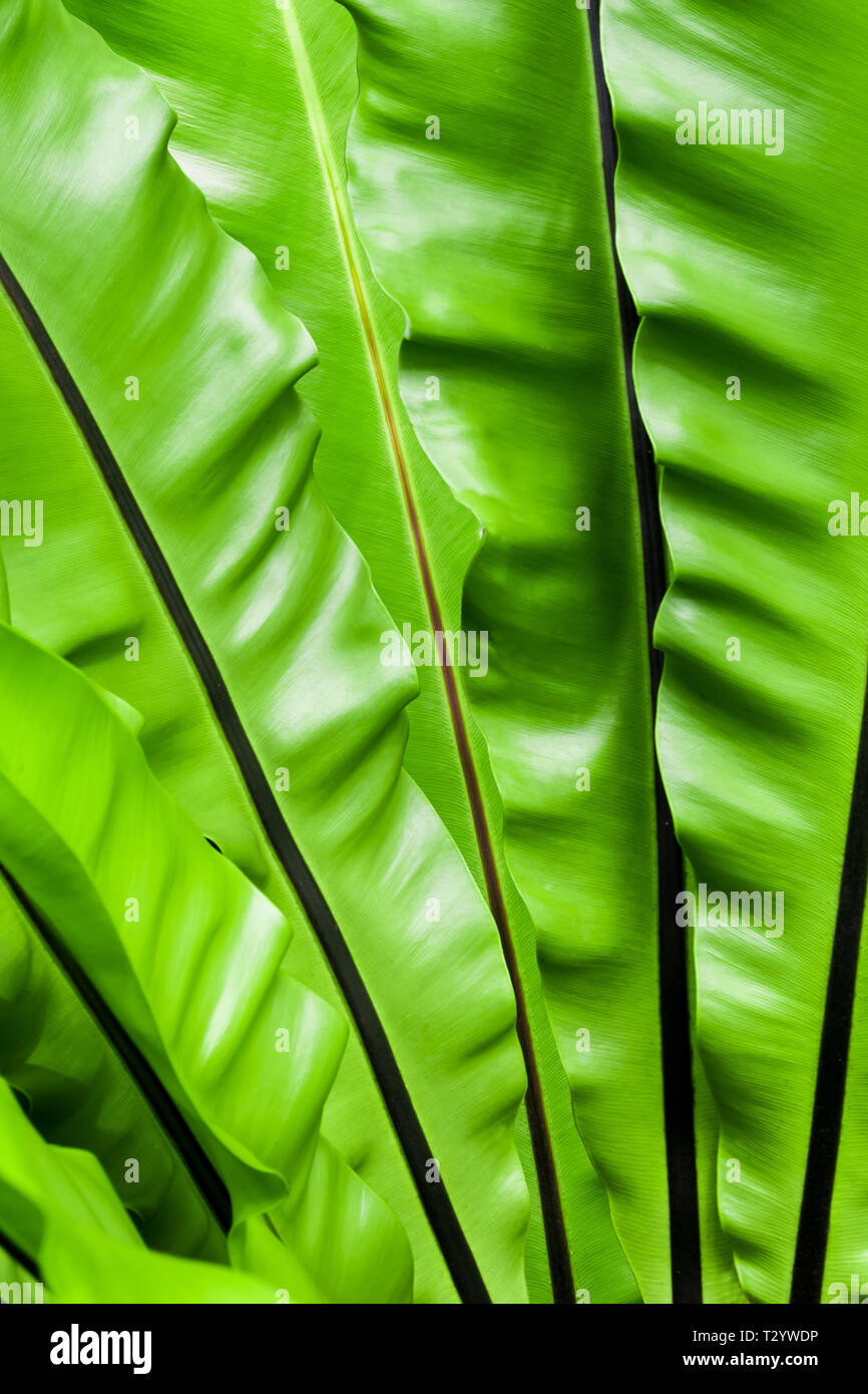 Close up freshness and big leaves of Bird's nest fern (Asplenium nidus ...
