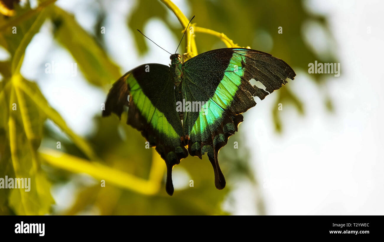 Banded peacock butterfly hi-res stock photography and images - Alamy