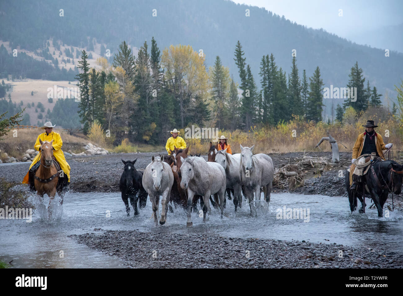 Working cowboys hi-res stock photography and images - Alamy
