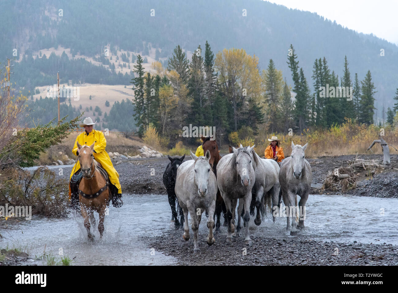 Working cowboys hi-res stock photography and images - Alamy