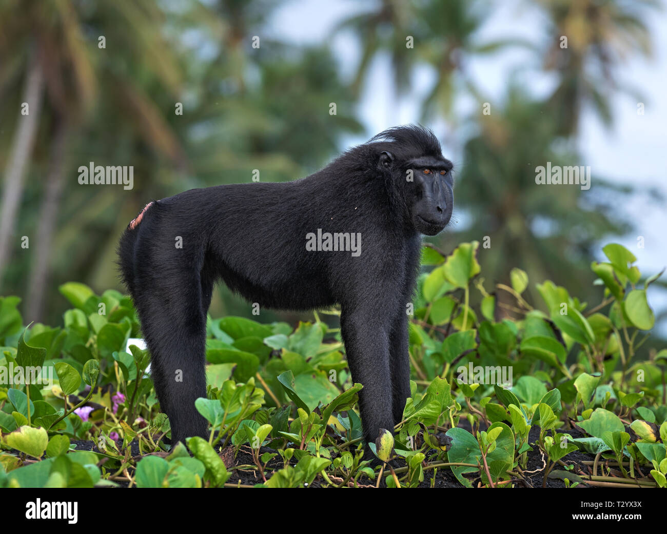The Celebes crested macaque . Crested black macaque, Sulawesi crested ...