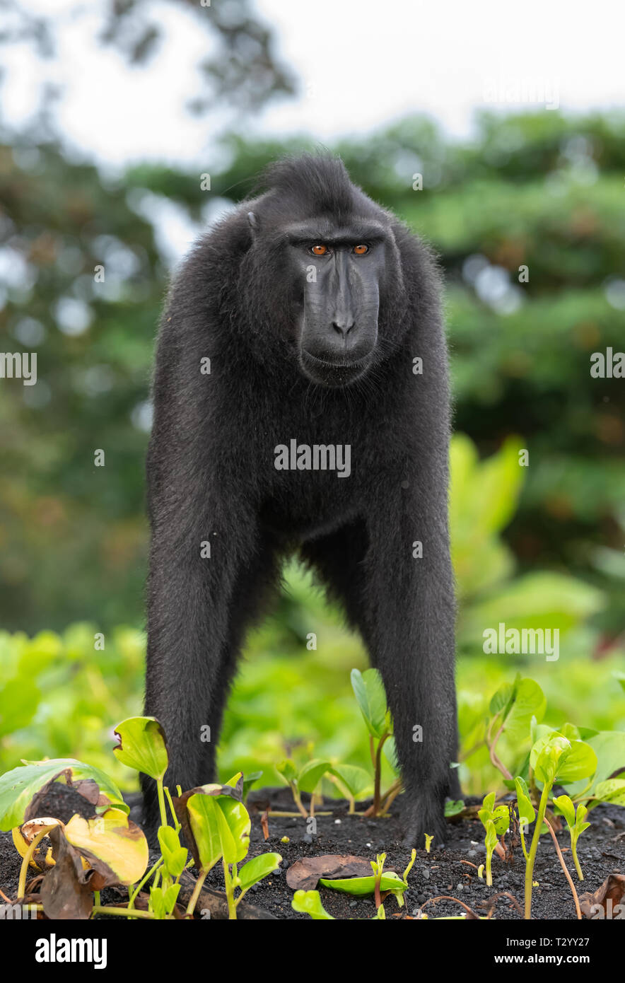 The Celebes crested macaque . Crested black macaque, Sulawesi crested ...