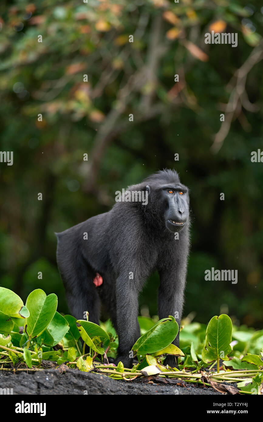 The Celebes crested macaque . Crested black macaque, Sulawesi crested macaque, sulawesi macaque ...