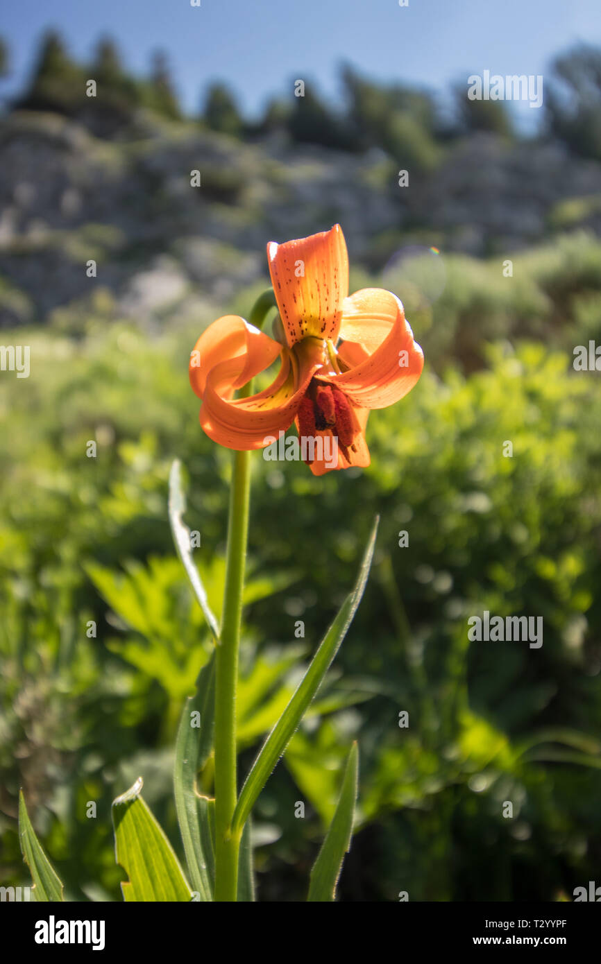 Golden apple lily hi-res stock photography and images - Alamy