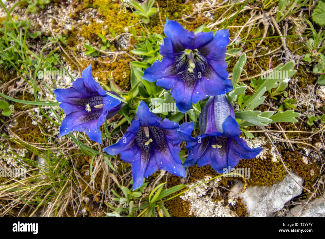 Short stemmed gentian hi-res stock photography and images - Alamy