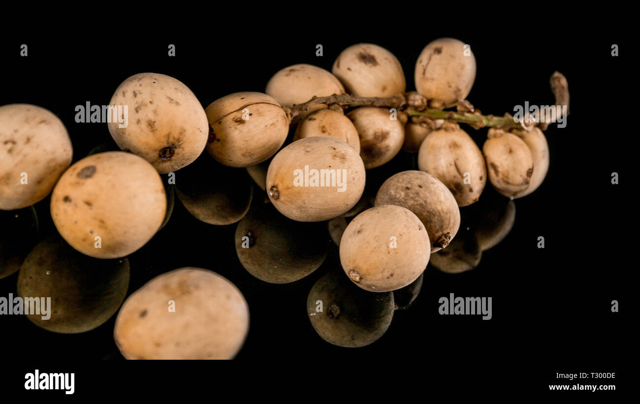 lansium parasiticum or Duku is a type of fruit from members of the ...