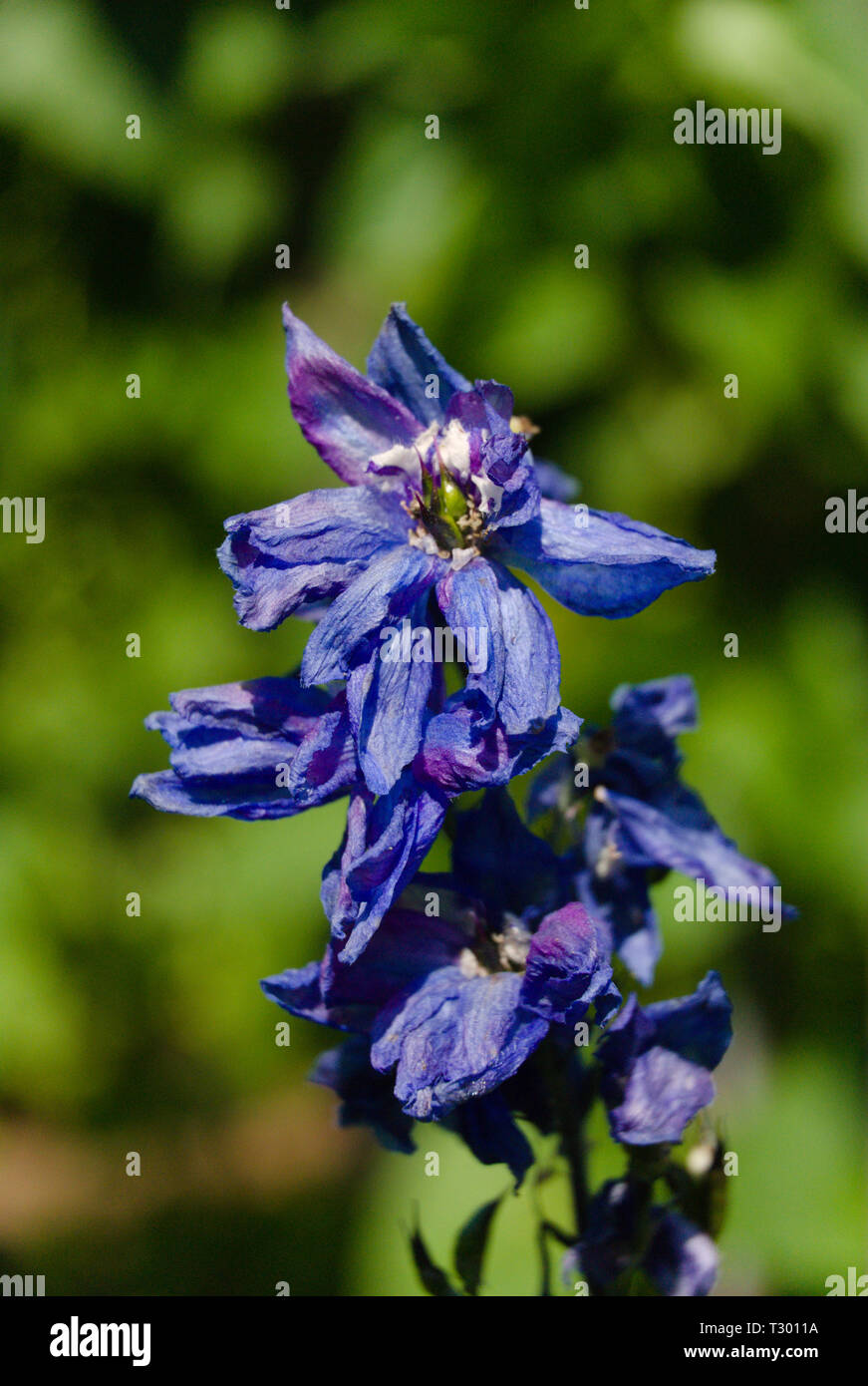 British perennials hi-res stock photography and images - Alamy
