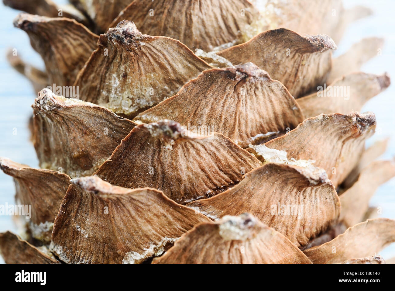 Cone texture hi-res stock photography and images - Alamy