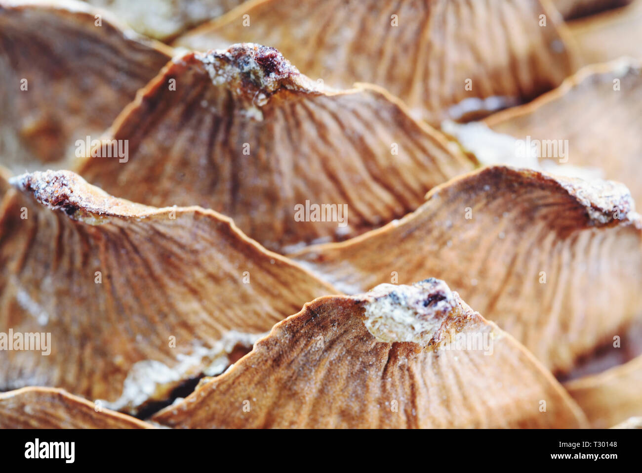 Macro seed surface texture hi-res stock photography and images - Alamy