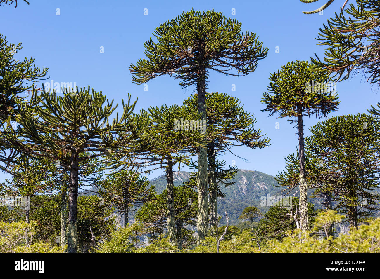 Unusual Araucaria (Araucaria araucana) trees in Andes mountains, Chile ...