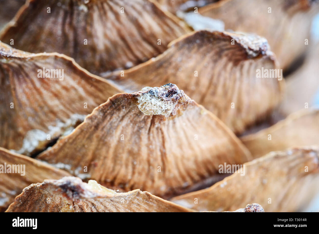 Cones texture hi-res stock photography and images - Alamy