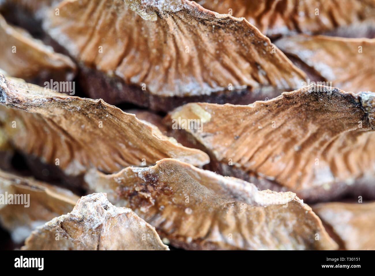 Macro seed surface texture hi-res stock photography and images - Alamy