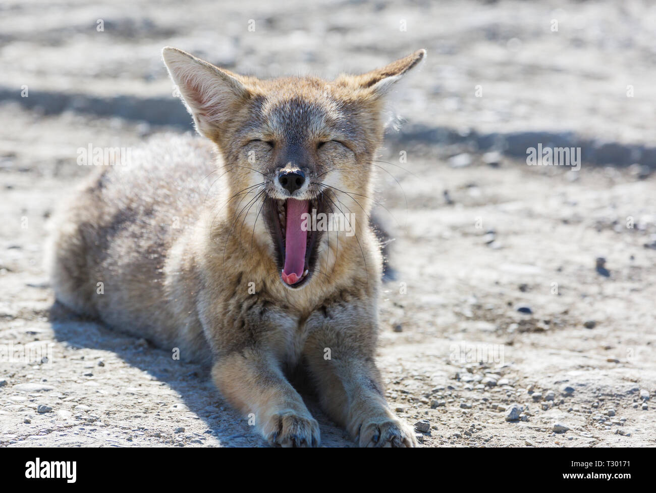 South American gray fox (Lycalopex griseus), Patagonian fox, in ...