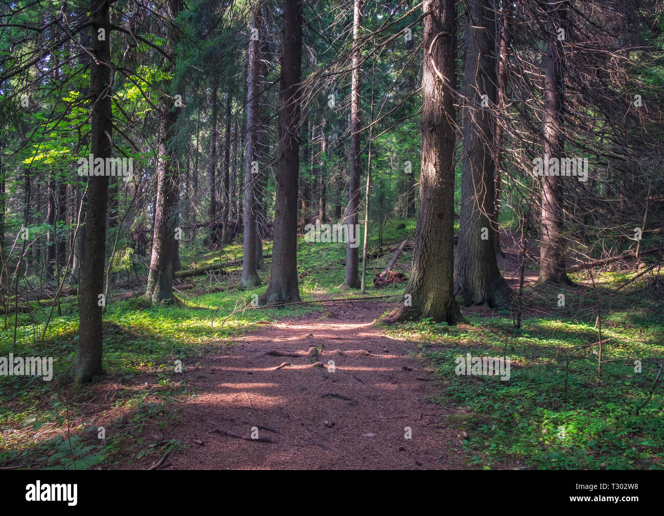 Idyllic forest path with atmospheric mood and nice sunlight at summer ...