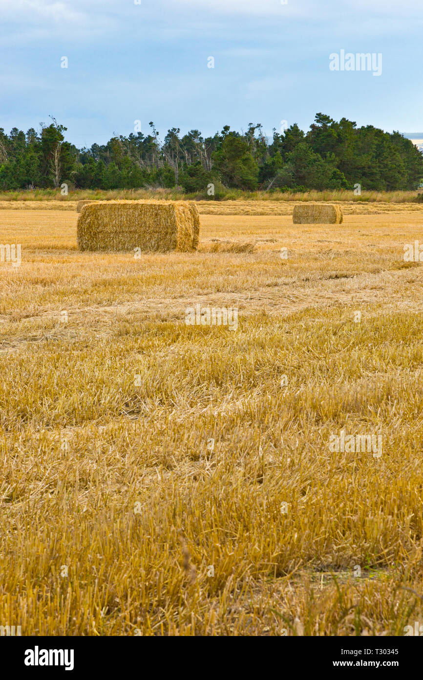 Barley field scotland hi-res stock photography and images - Alamy