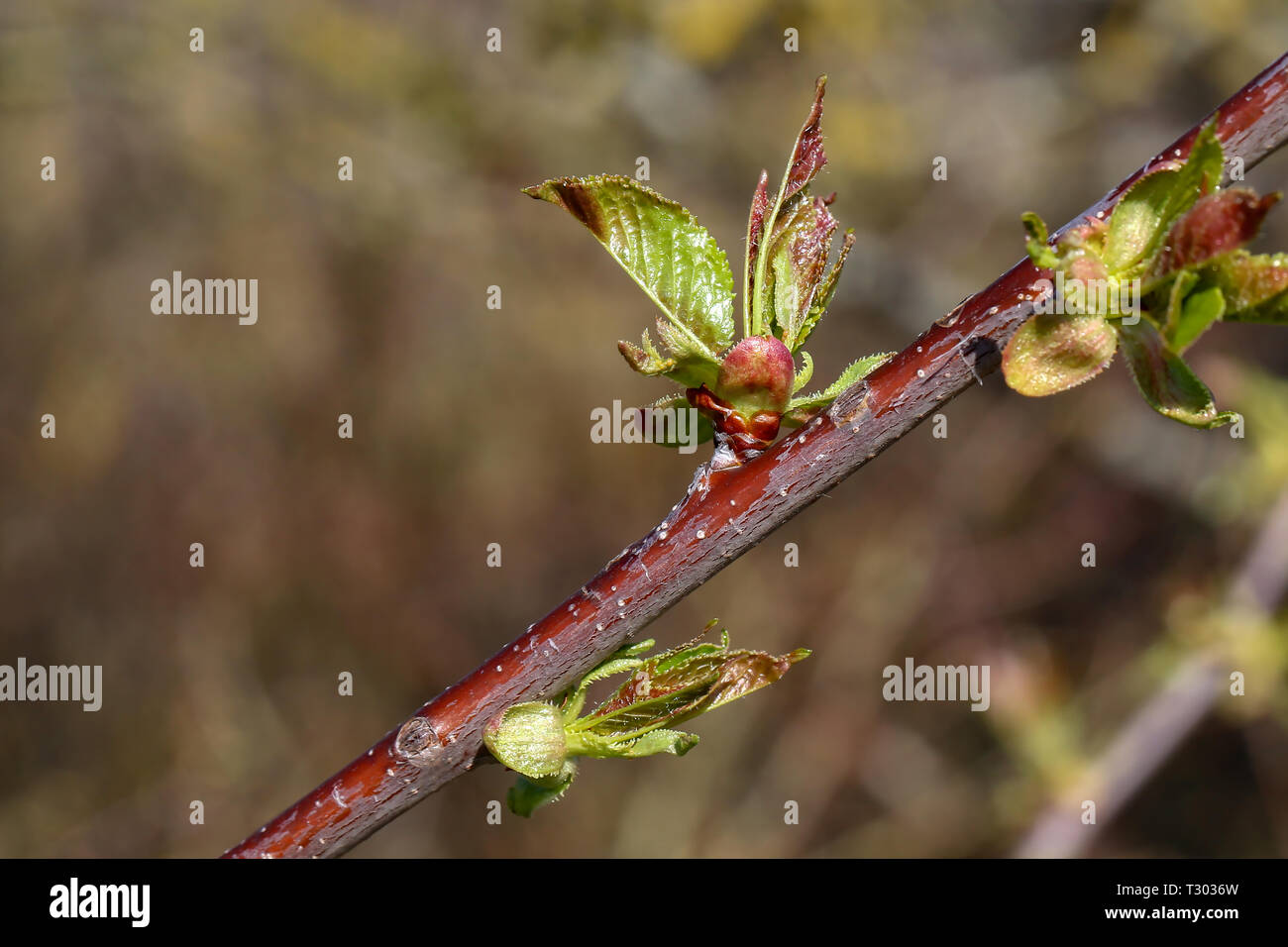 The first leaves on the trees bloom in the spring Stock Photo - Alamy
