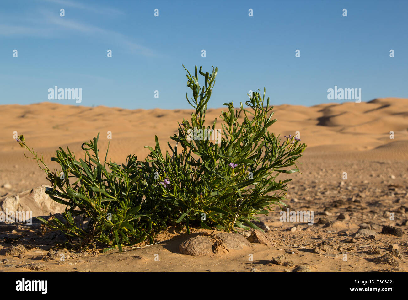 Vegetation in sahara desert hi-res stock photography and images - Alamy