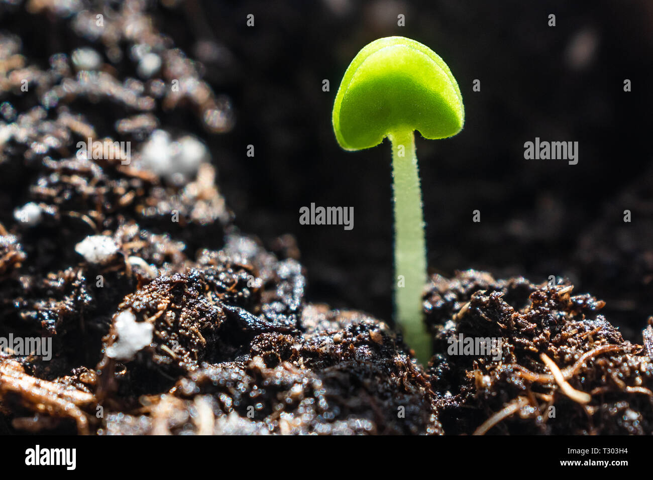 A newly sprung plant sprout on a light background in drops of water ...