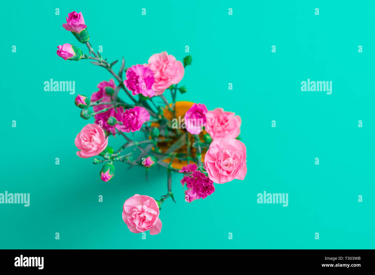 Cyan background with carnations flowers and copy space Stock Photo - Alamy