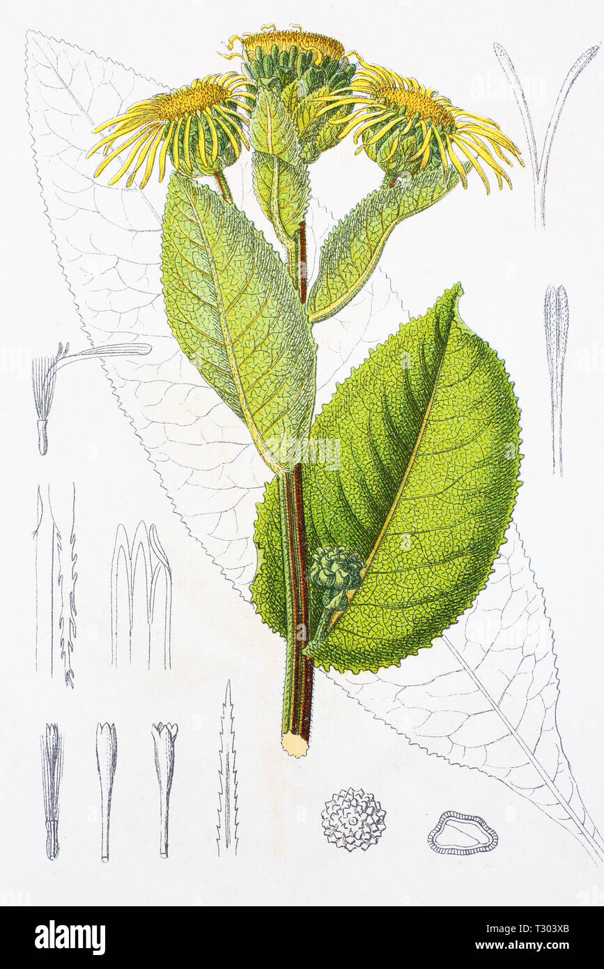 Digital improved reproduction of an illustration of, Inula helenium ...
