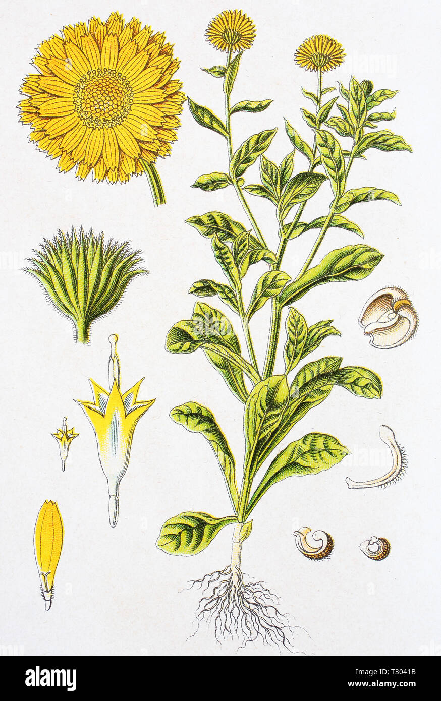 Calendula Illustration