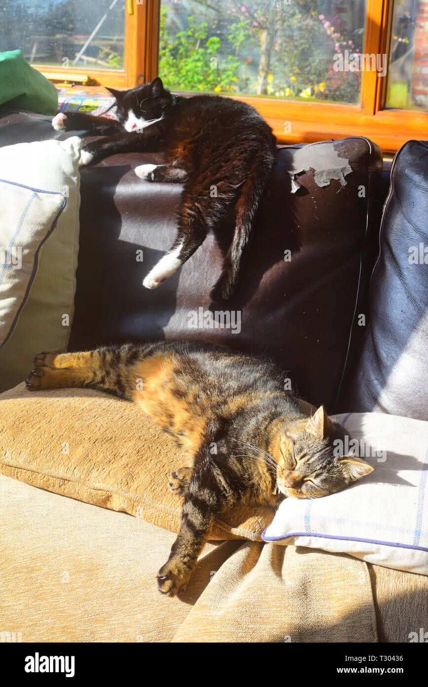 Cats sleeping in house hi-res stock photography and images - Alamy
