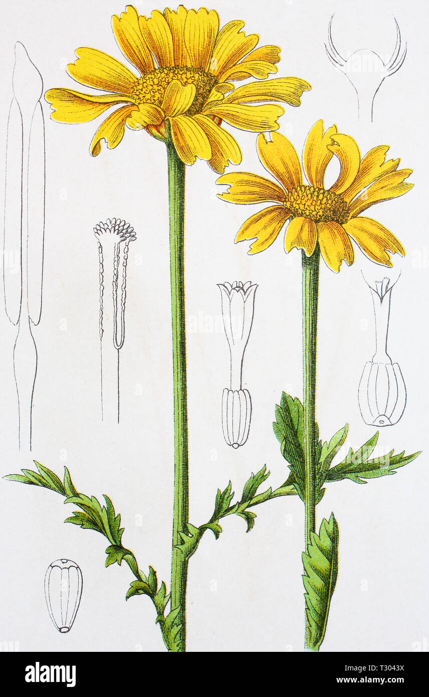 Digital improved reproduction of an illustration of, Saat-Wucherblume ...