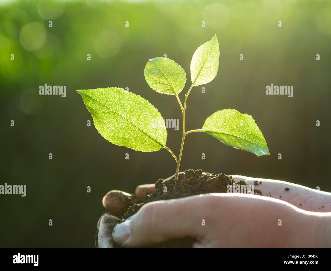 hands holding green plant Stock Photo - Alamy