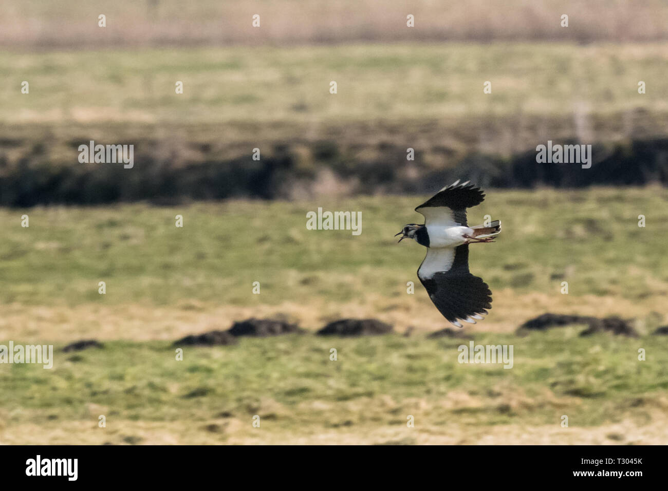 European Northern Lapwing or Green Plover, Vanellus vanellus, in flight ...