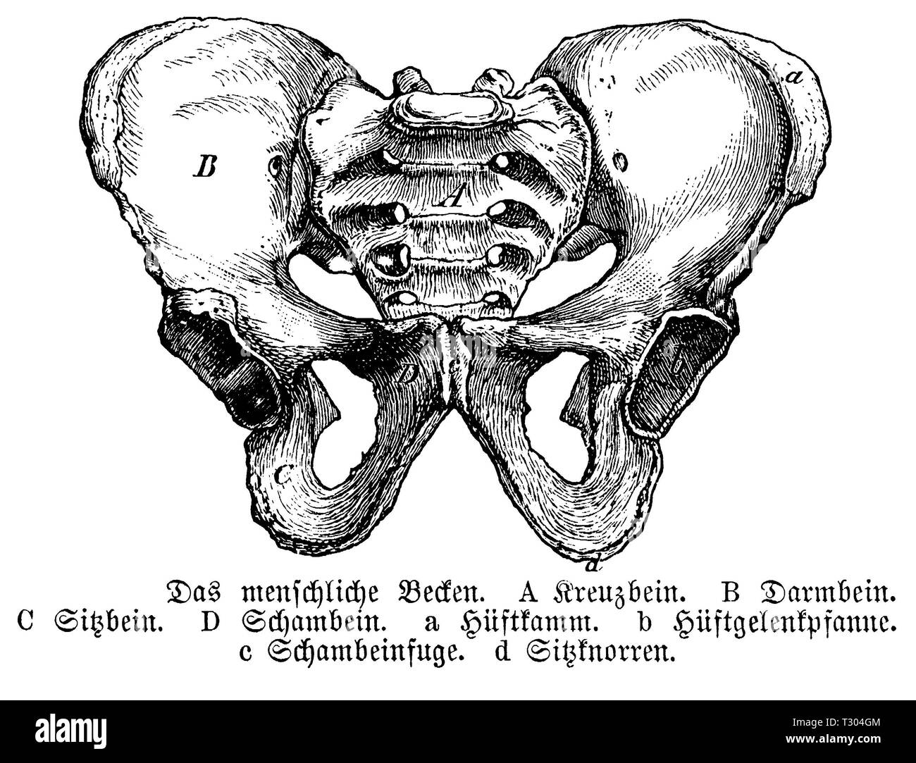 Pelvic Bones High Resolution Stock Photography and Images - Alamy