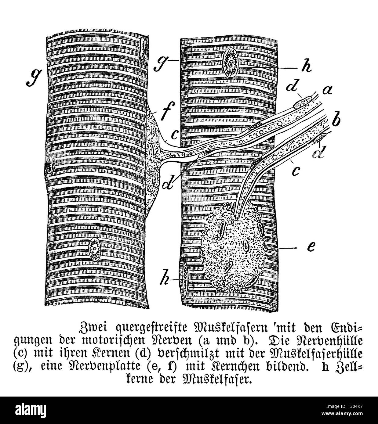 Striated human muscle fibers with ends of motor nerves, anonym Stock ...
