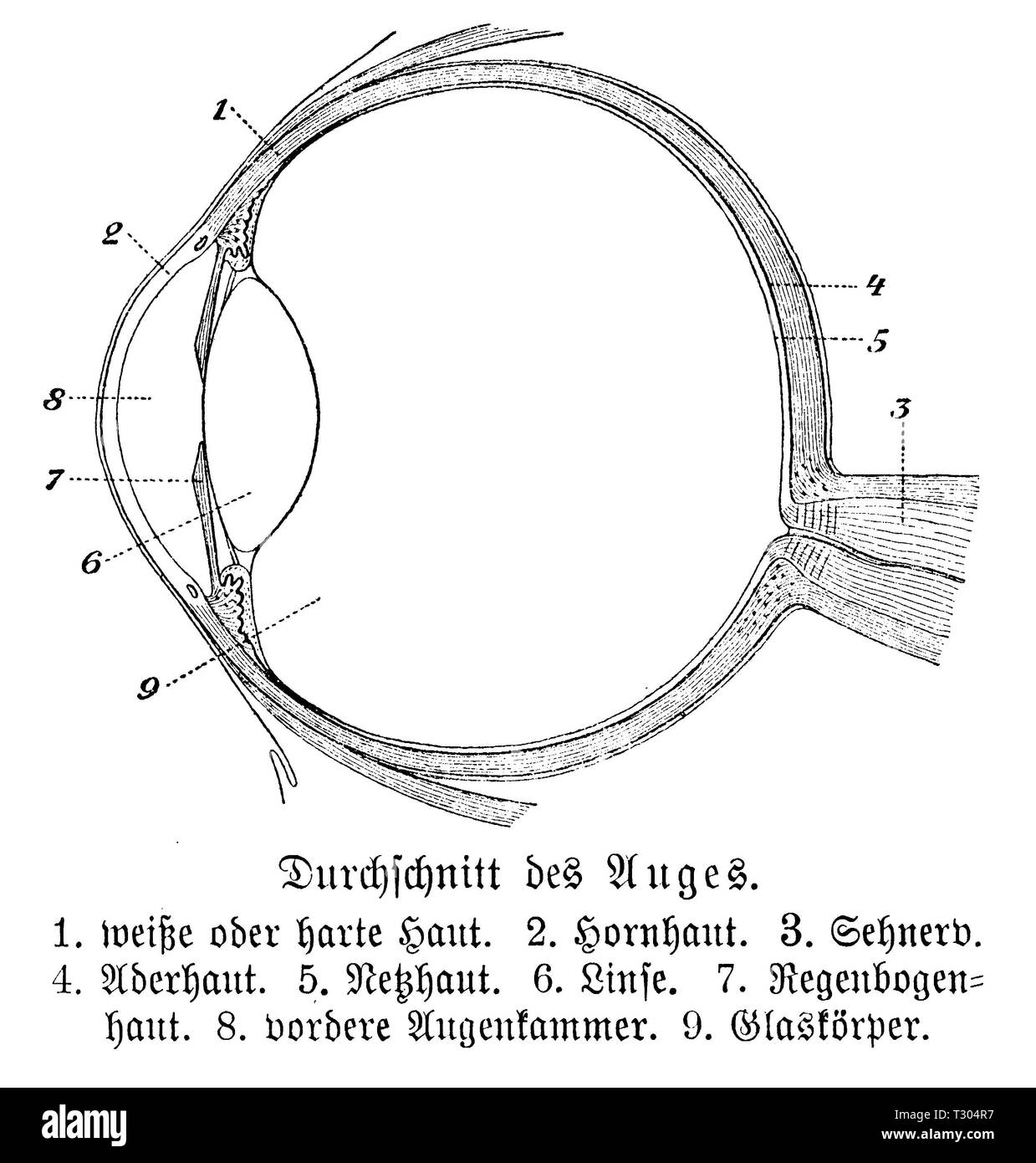 Oeil humain Cut Out Stock Images & Pictures - Alamy