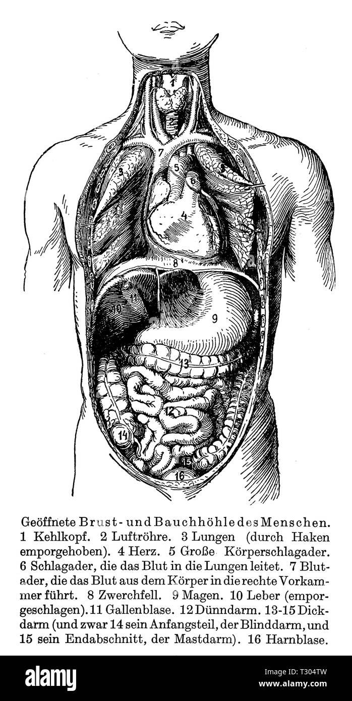Abdominal cavity hi-res stock photography and images - Alamy