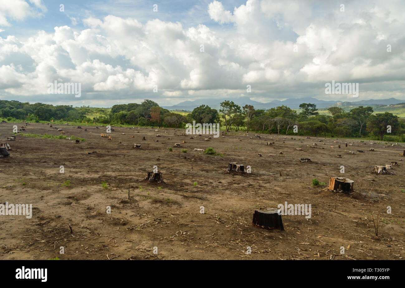 Deforestation tree stumps hi-res stock photography and images - Alamy