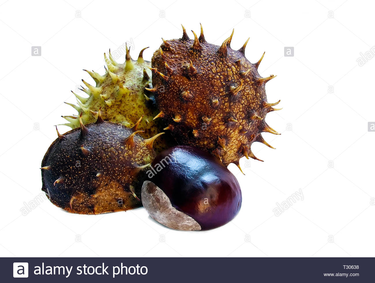 Conker Spiky Shell Stock Photos & Conker Spiky Shell Stock Images - Alamy