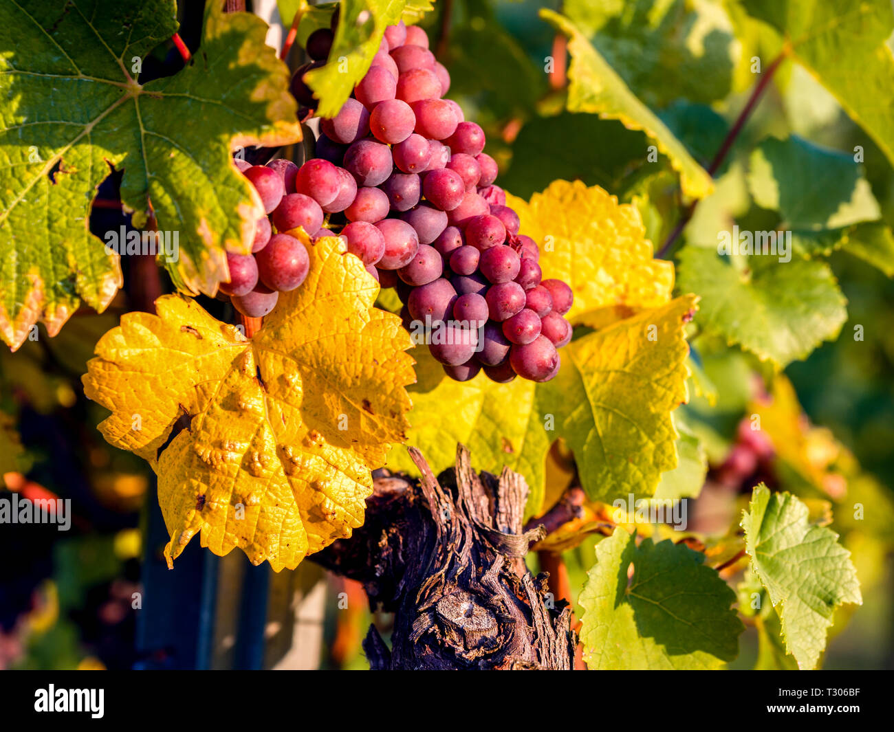 White grapevines hi-res stock photography and images - Alamy